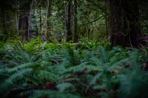 10+ Free Cathedral Grove & Vancouver Island Images - Pixabay