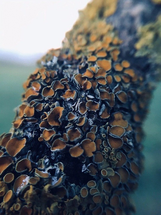 Wald Ast Äste - Kostenloses Foto auf Pixabay
