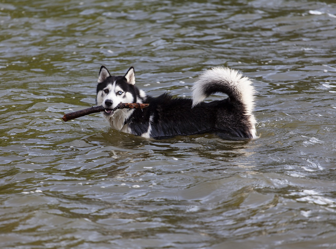 Husky In Water Dog With Stick - Free photo on Pixabay