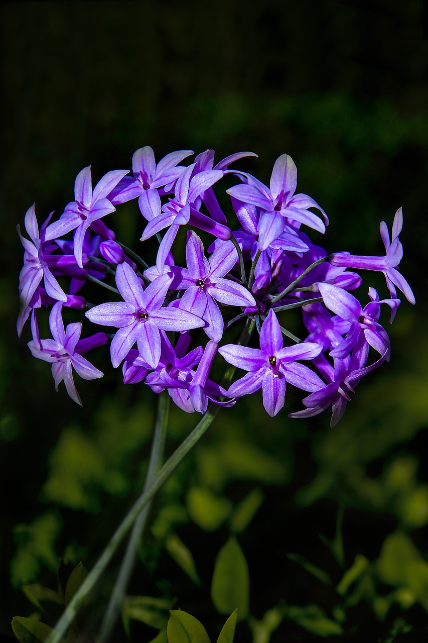 Flower Plant Bloom - Free photo on Pixabay - Pixabay