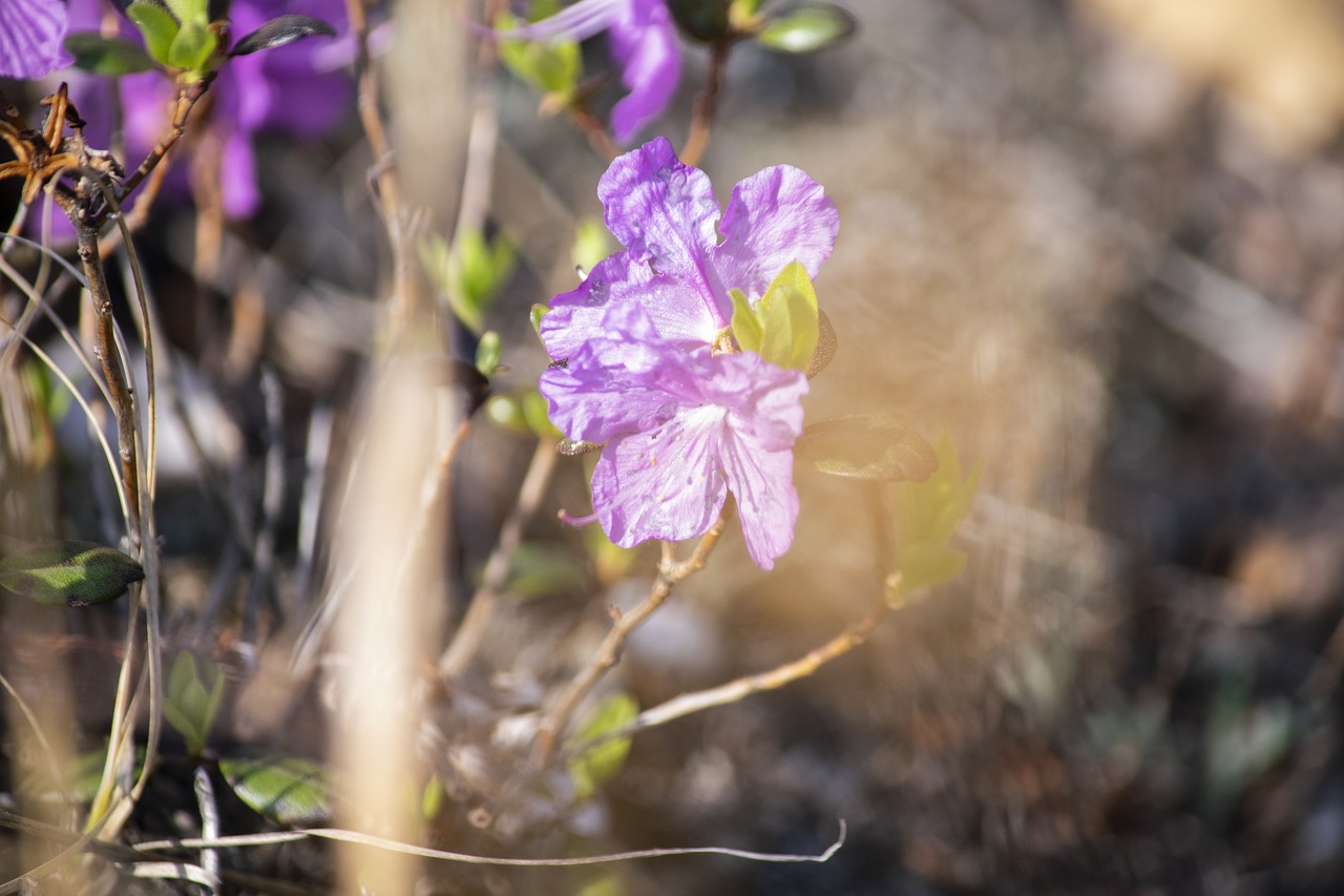Rhododendron Wild Rosemary Spring - Free photo on Pixabay - Pixabay