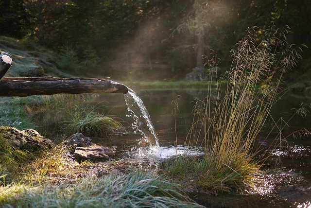 L'Eau Étang La Nature Plante - Photo gratuite sur Pixabay - Pixabay