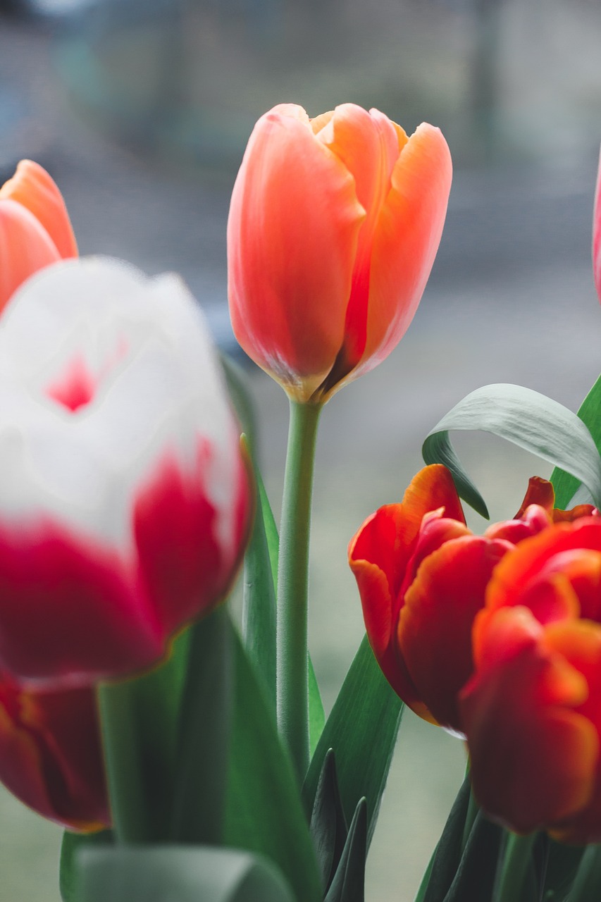 Tulipanes Primavera Flores - Foto gratis en Pixabay - Pixabay