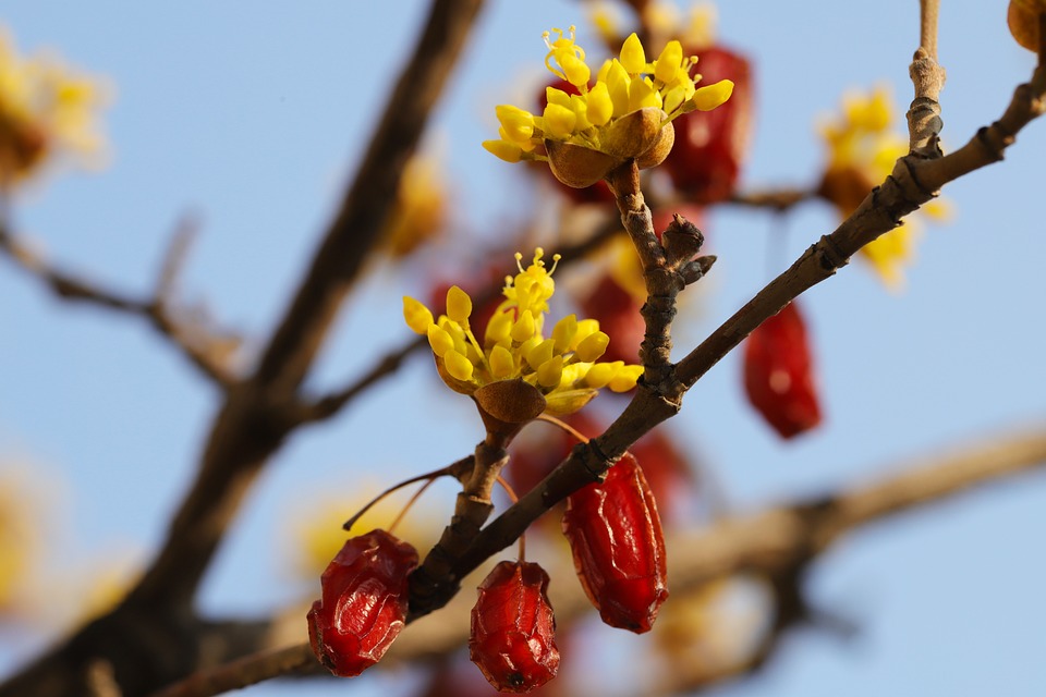 Corn Milk Spring Flowers Republic - Free photo on Pixabay - Pixabay