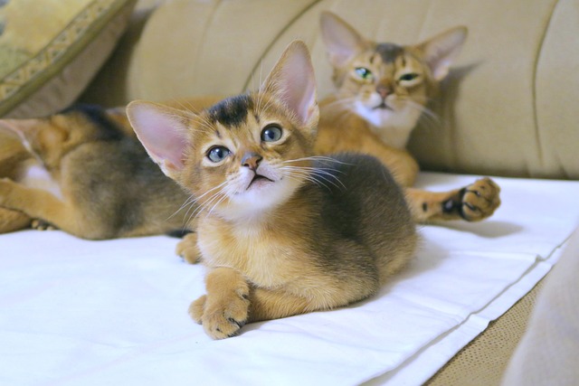 Blue Abyssinian Cat