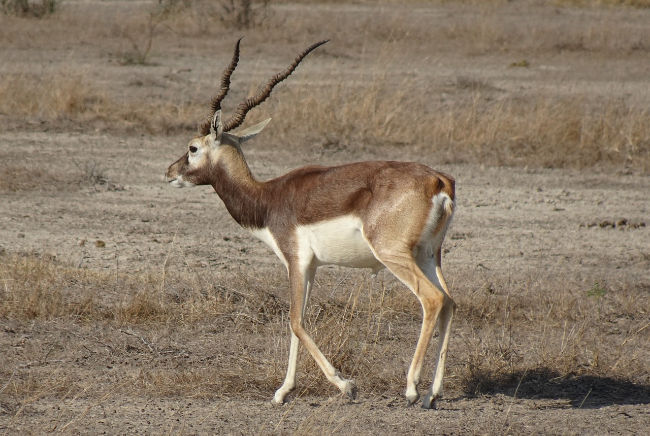 Blackbuck Antelope