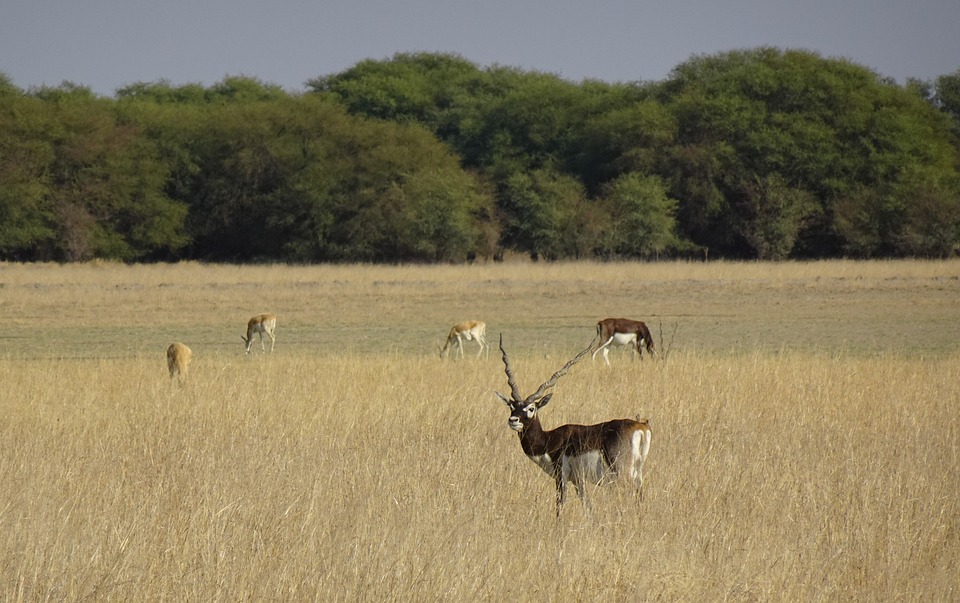 Blackbuck Antilope Cervicapra - Free photo on Pixabay