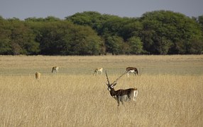 Blackbuck Kala Hiran Animal - Free photo on Pixabay
