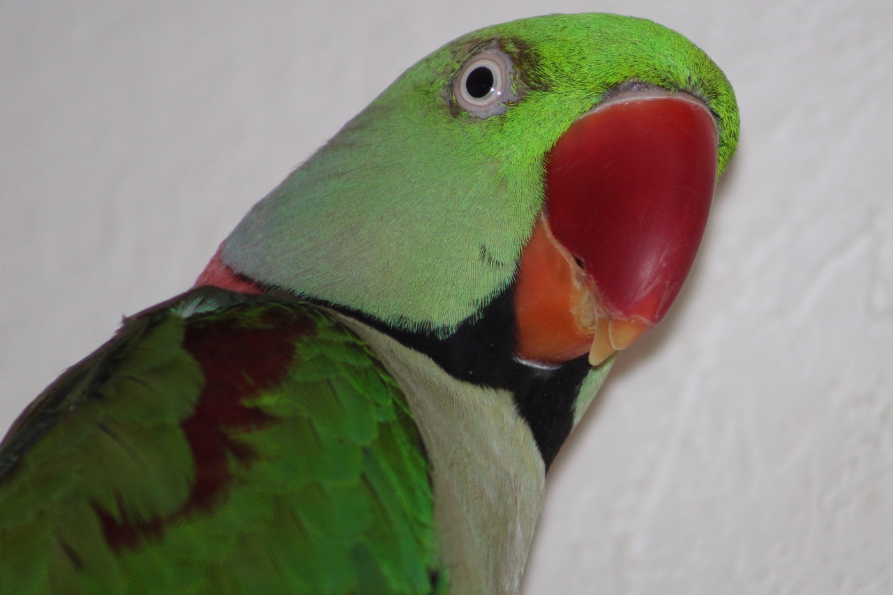 Parrot Parakeet Bird - Free photo on Pixabay - Pixabay