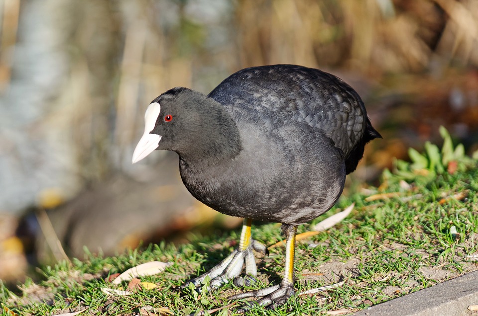 Bird Coot Plumage - Free photo on Pixabay - Pixabay