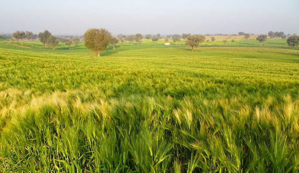 Cultivation Wheat Crop - Free photo on Pixabay