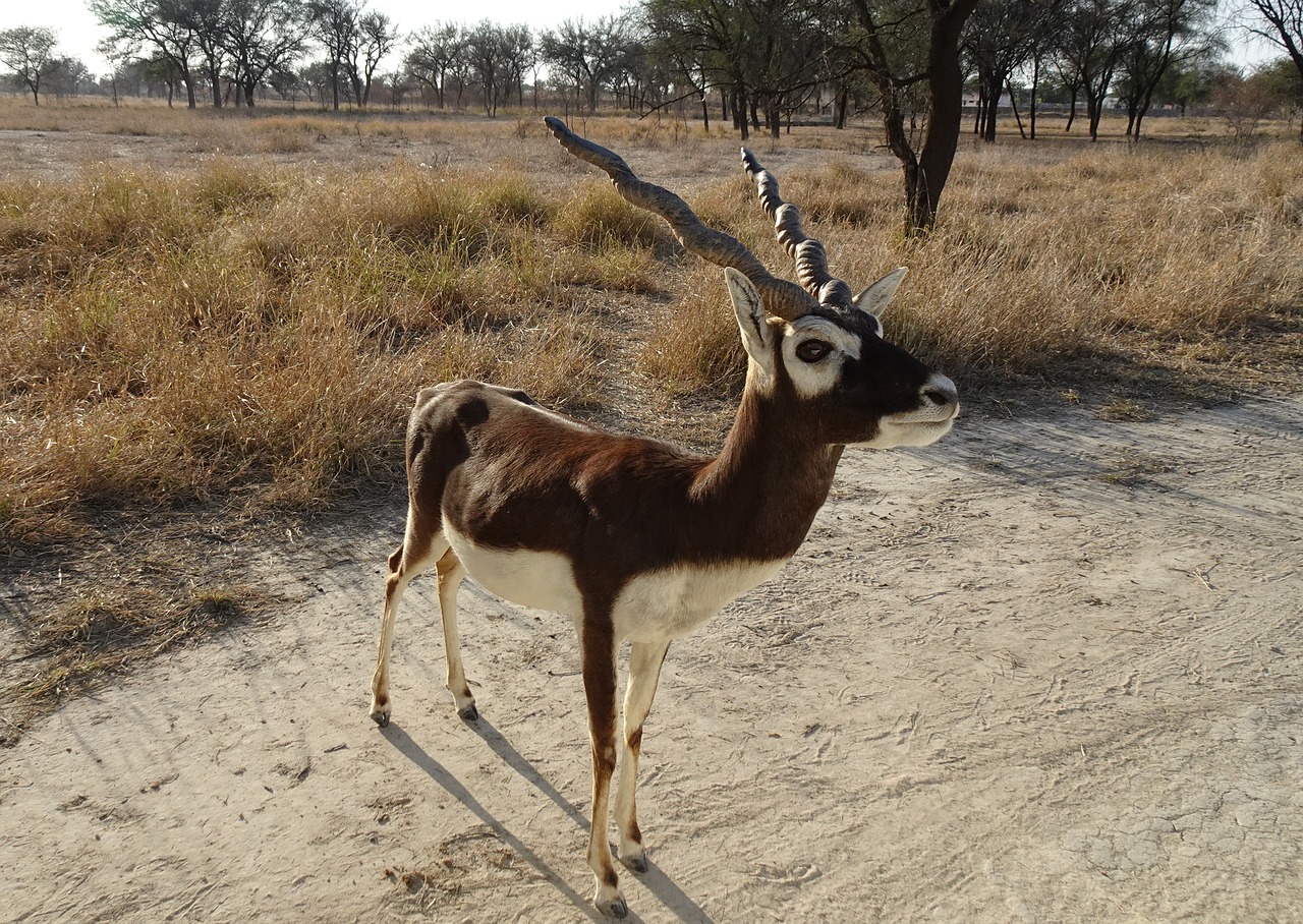 Blackbuck Antilope Cervicapra - Free photo on Pixabay
