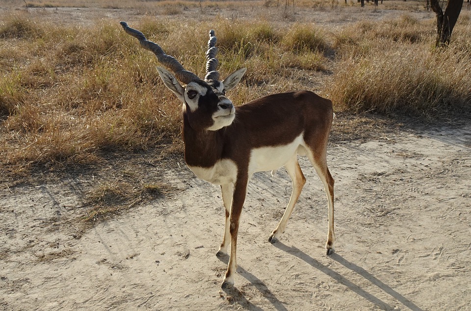 Antílope Antilope Cervicapra - Foto gratuita no Pixabay - Pixabay