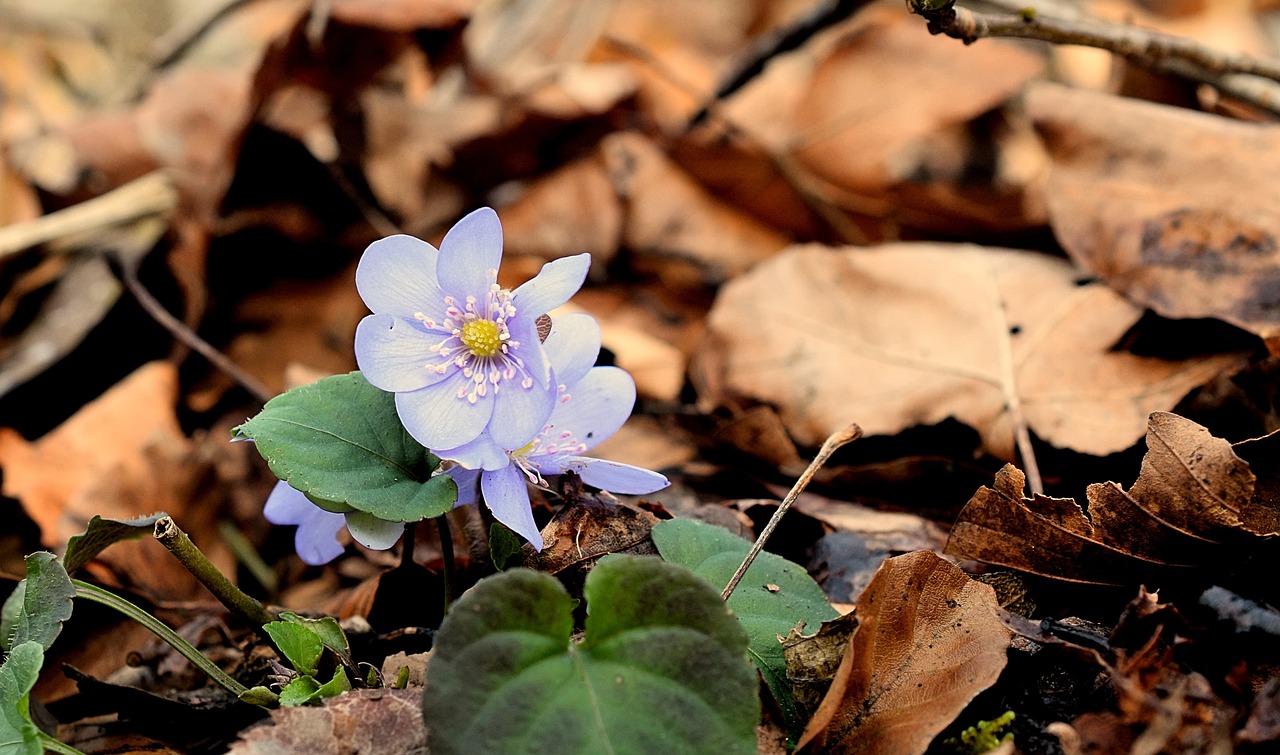 100+ Free Liverflower & Flower Images - Pixabay