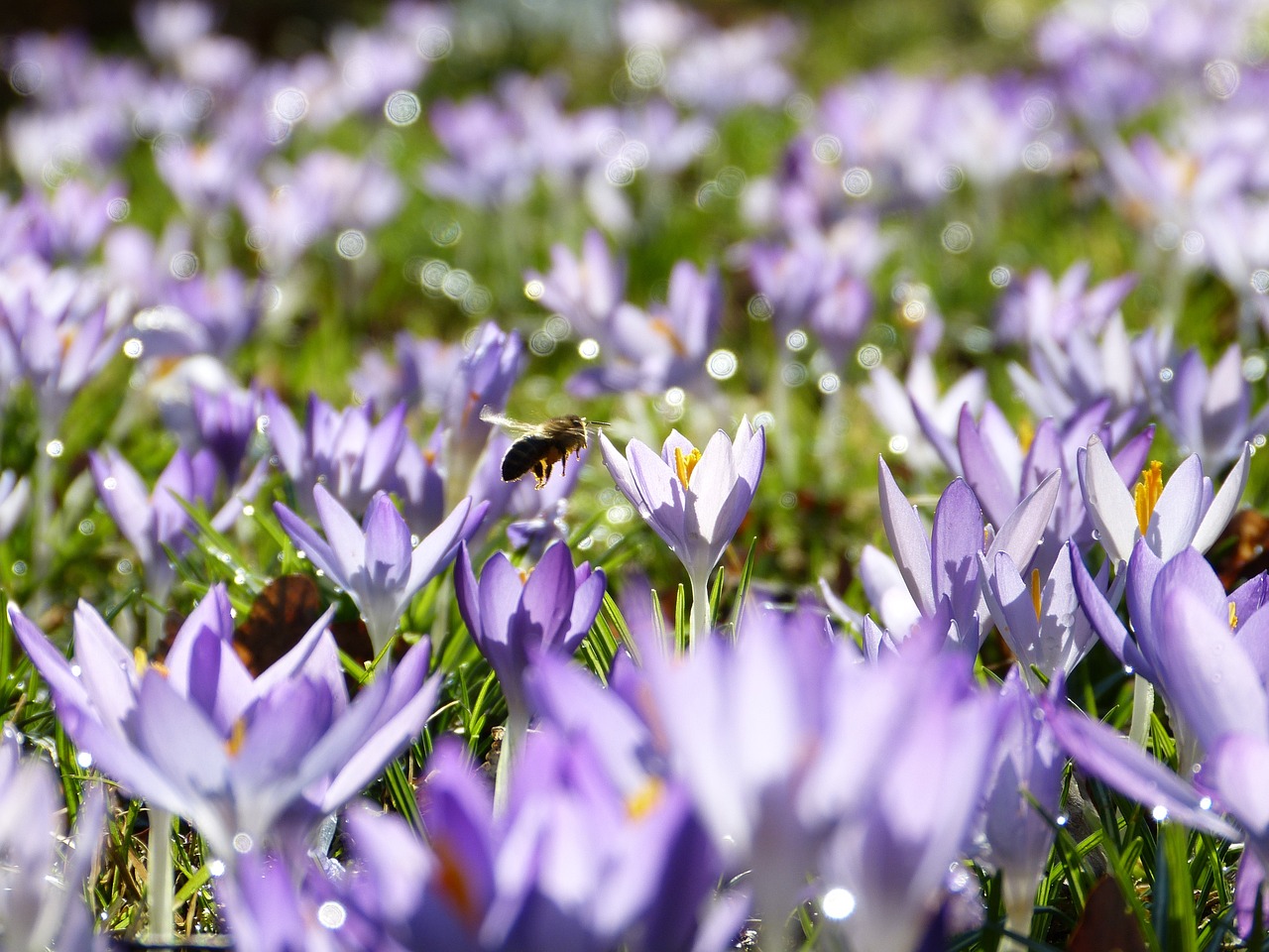 Bee Crocus Bloom - Free photo on Pixabay - Pixabay