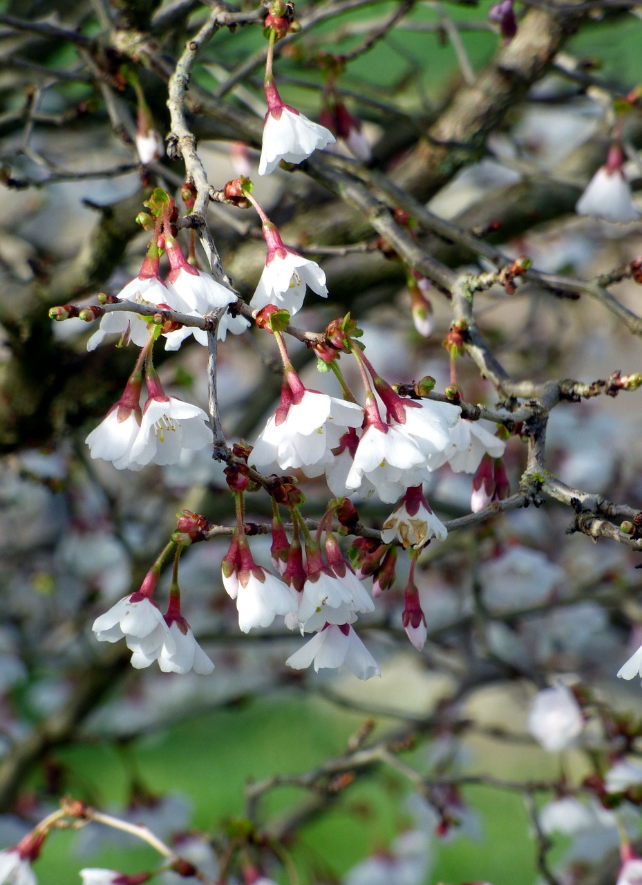 Plus de 80 images de Fleurs Clochettes et de Muguet - Pixabay
