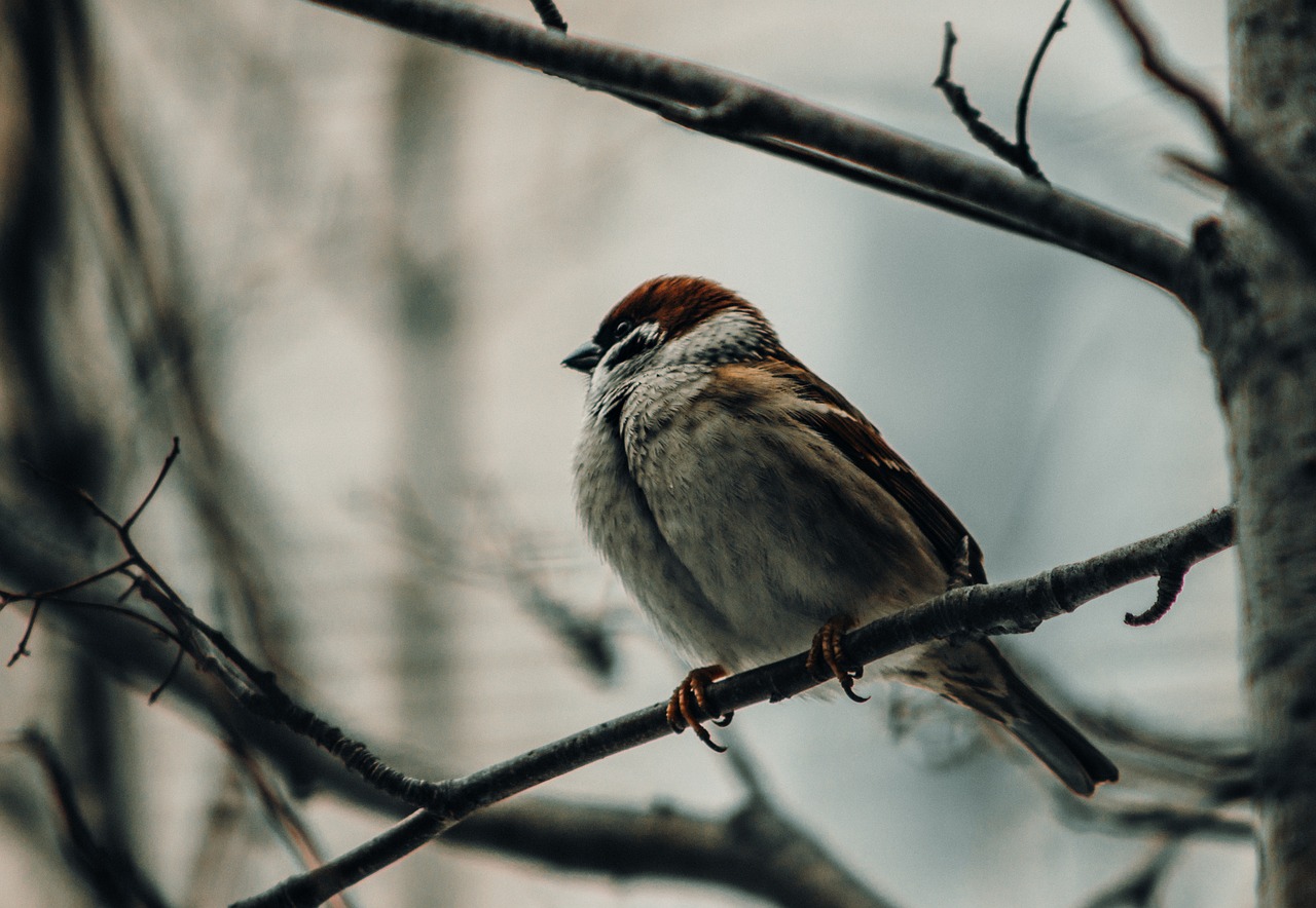 Sparrow On A Branch Spring - Free photo on Pixabay - Pixabay