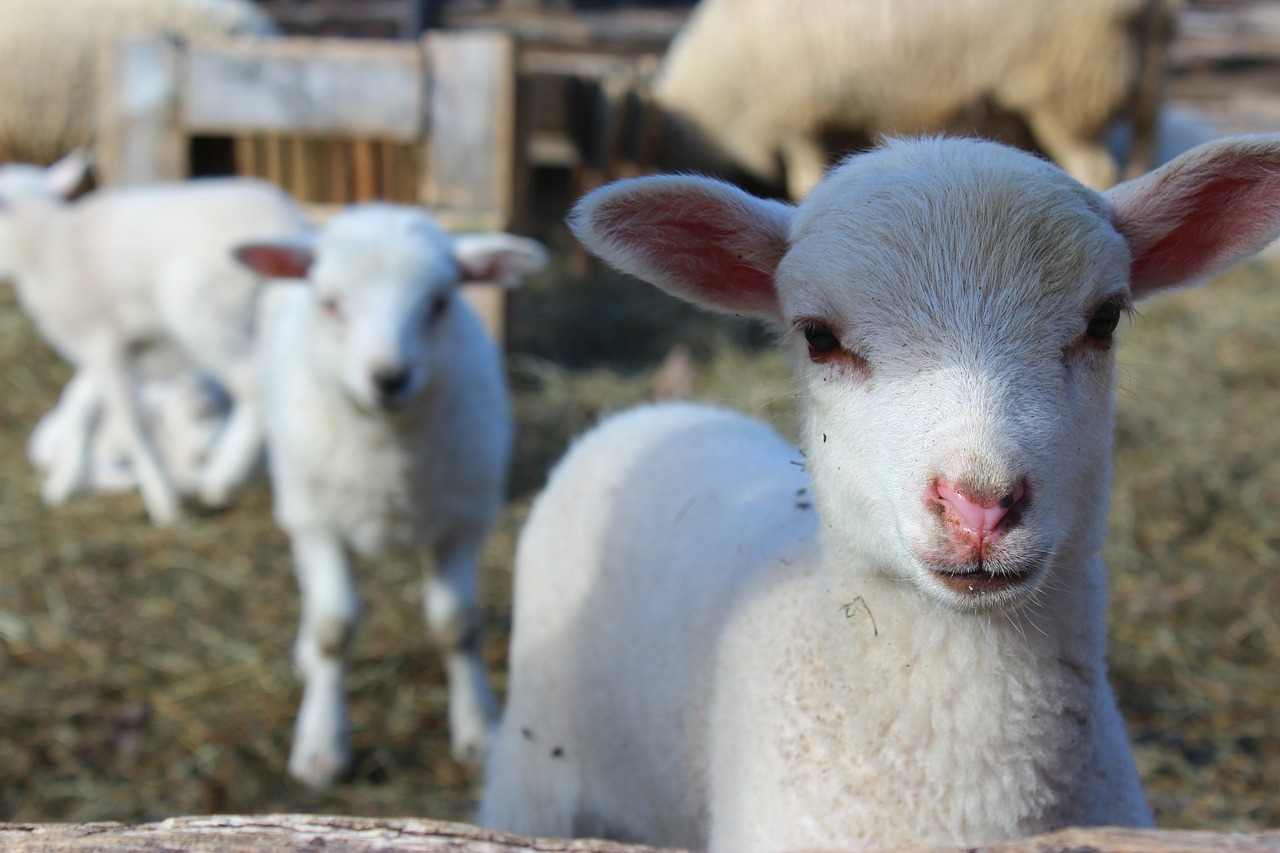 Lamb Sheep Farm - Free photo on Pixabay - Pixabay