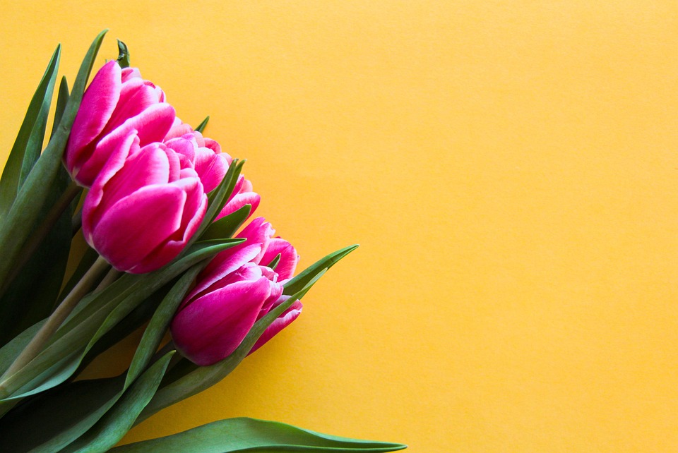 Tulips Spring Easter - Free photo on Pixabay - Pixabay