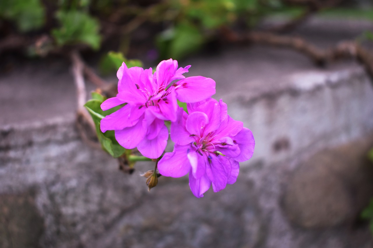 Flower Violent Rose - Free photo on Pixabay
