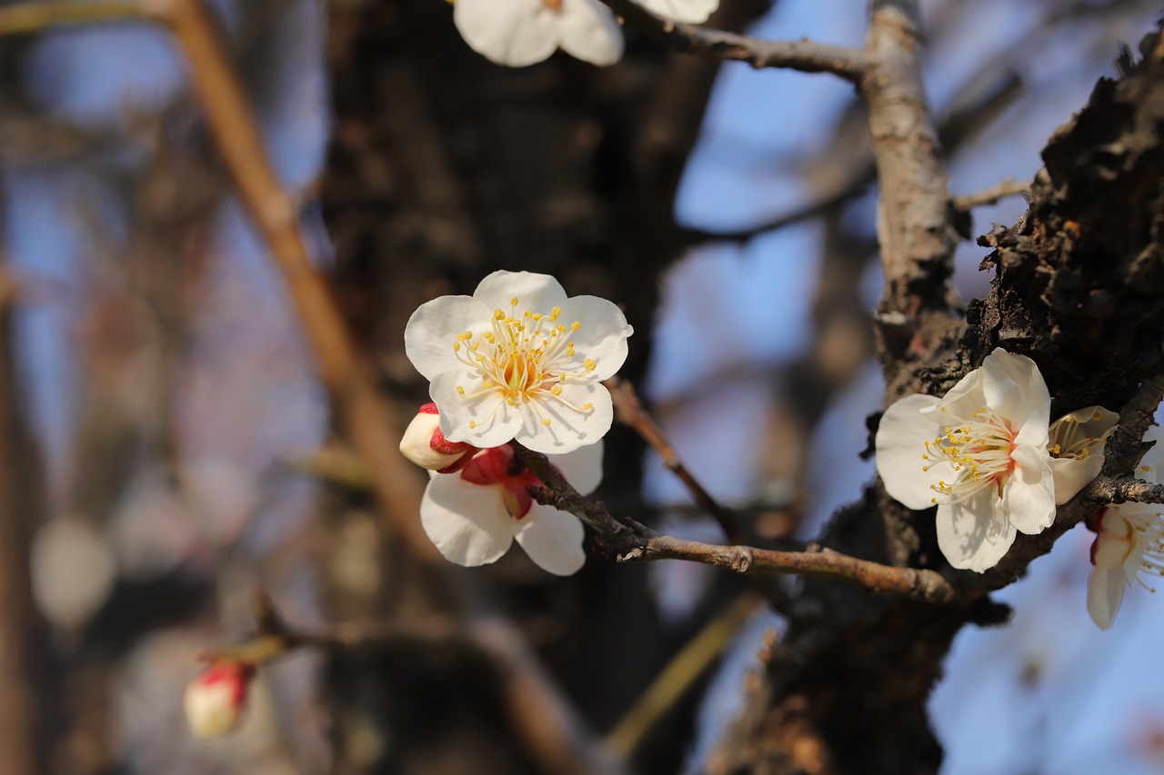 Plum Blossom Spring Republic Of - Free photo on Pixabay
