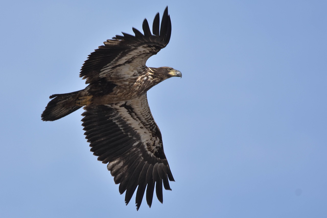 400+ Free Birds In Flight & Bird Images - Pixabay