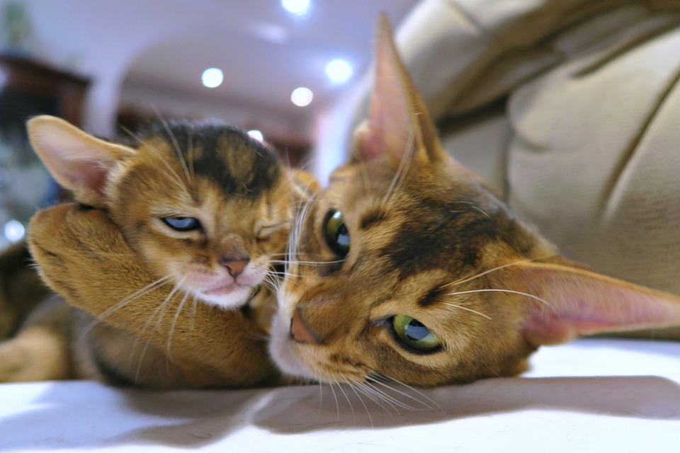 Kittens Abyssinian Cat Cats - Free photo on Pixabay