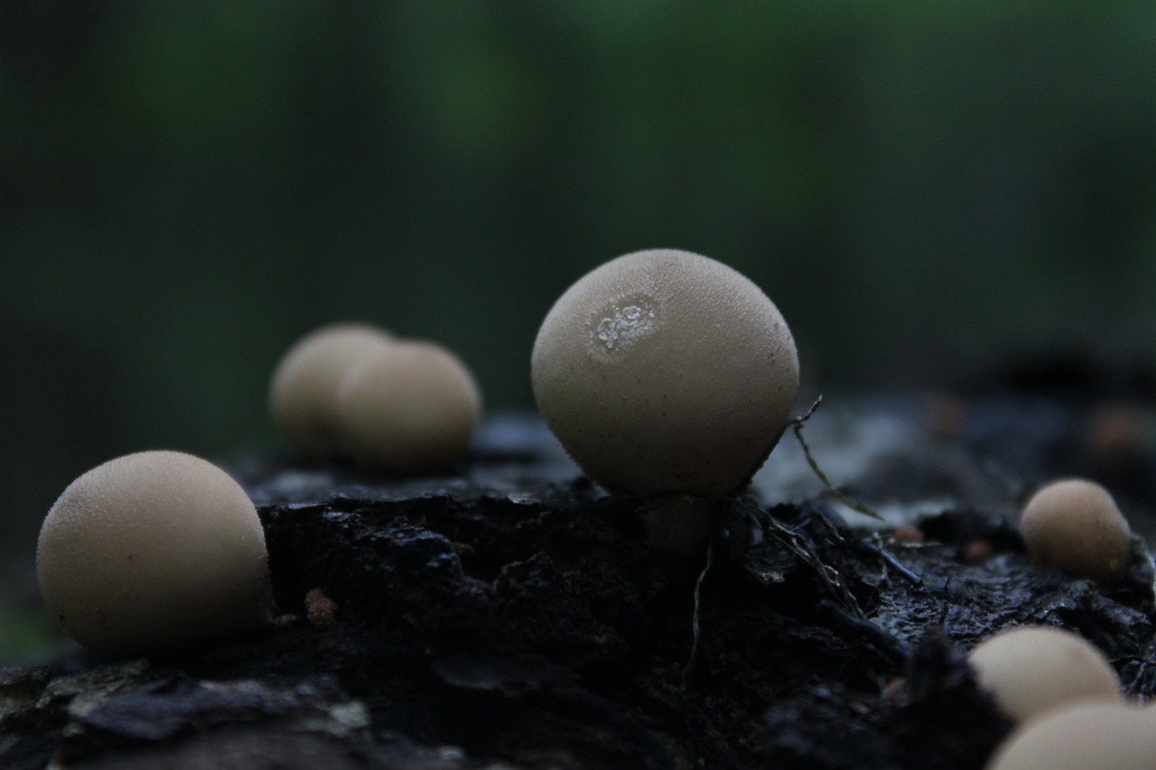 Loup Spores