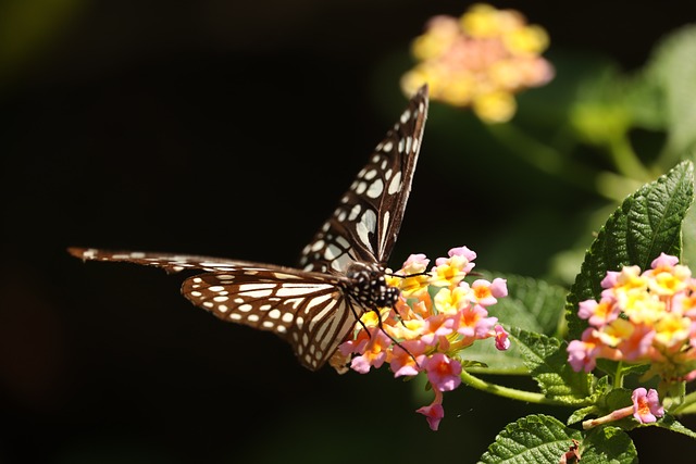 Papillon Nature Ins - Photo gratuite sur Pixabay - Pixabay