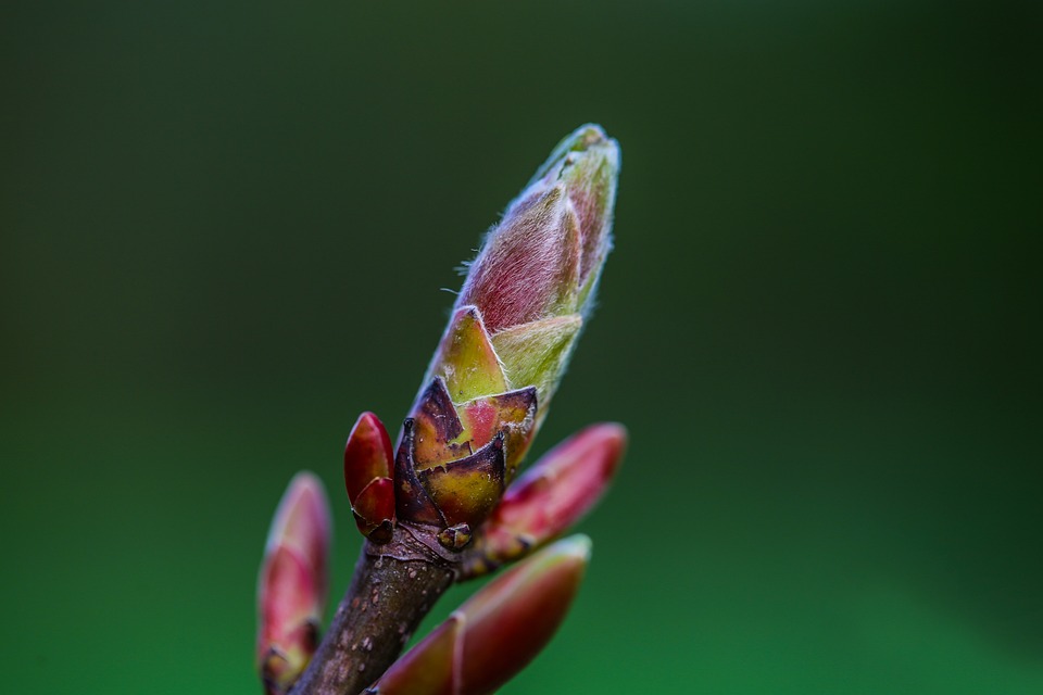 Spross Trieb Zweig - Kostenloses Foto auf Pixabay