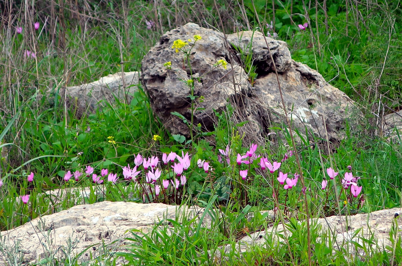 Flower Pink Rock - Free photo on Pixabay