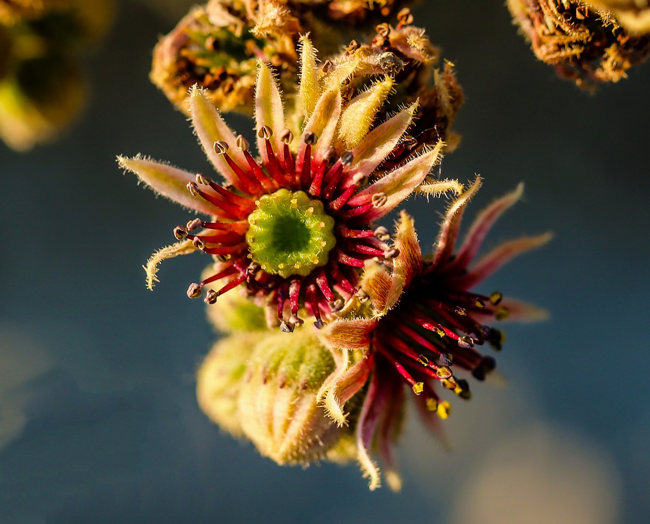 Flor Primavera Natureza - Foto gratuita no Pixabay - Pixabay