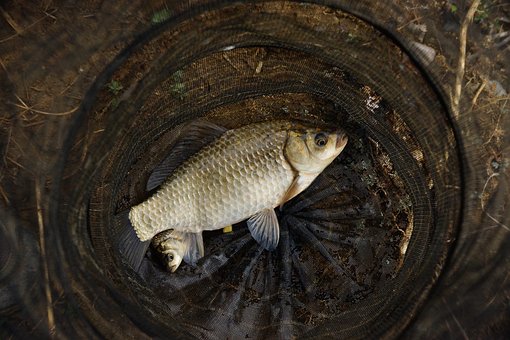 10+ Free Silver Carp & Roach Images - Pixabay