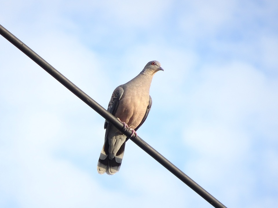 Dove Pigeon Bird - Free photo on Pixabay
