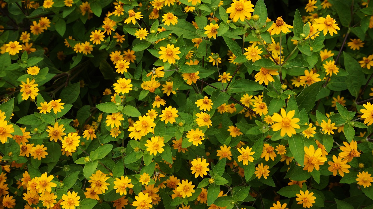 Gelbe Blume Pflanze Green In - Kostenloses Foto auf Pixabay - Pixabay