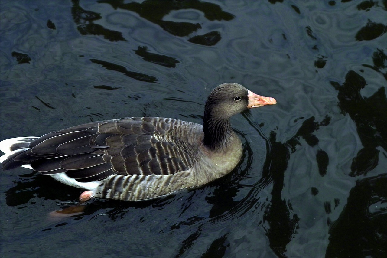 Wild Goose Bird Animal - Free photo on Pixabay - Pixabay