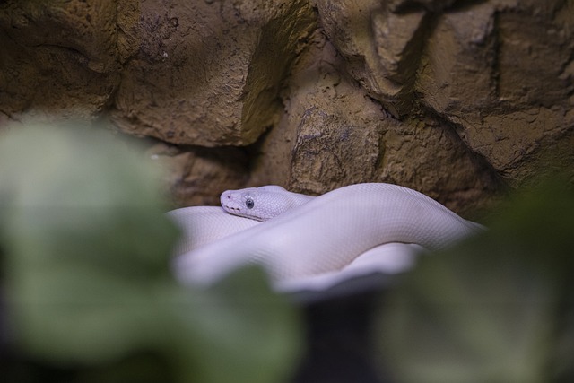 Serpent Poison Animal - Photo gratuite sur Pixabay