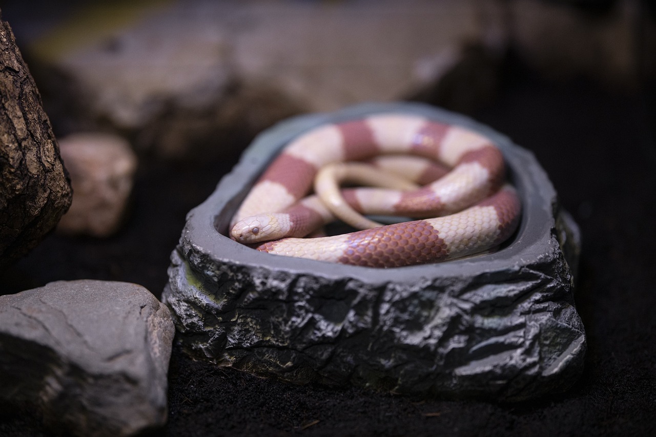 La Serpiente Veneno Animal - Foto gratis en Pixabay