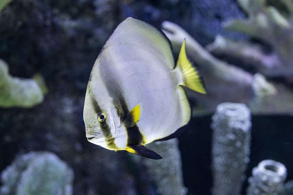 The Fish Sea - Free photo on Pixabay - Pixabay