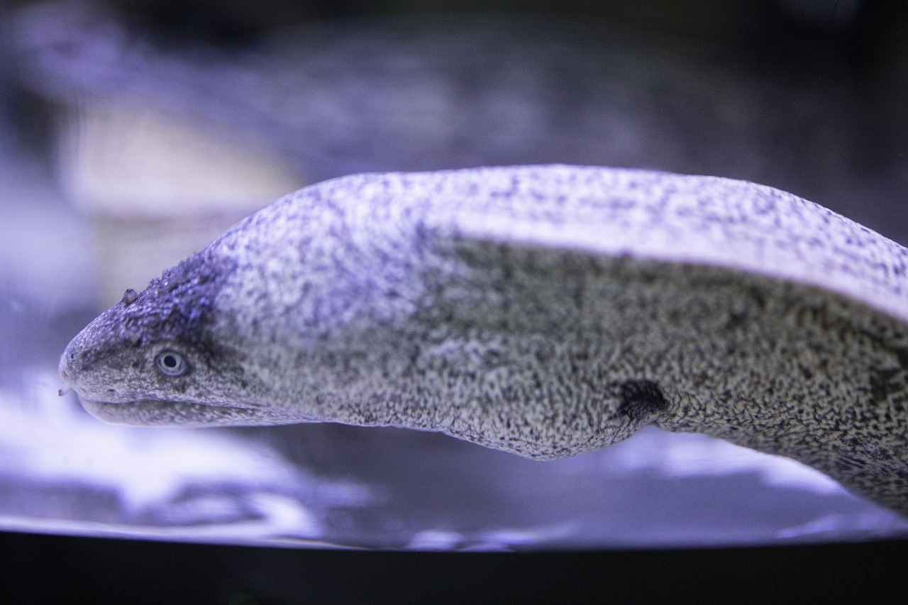 60 + 무료 Belut Moray & 곰치 이미지 - Pixabay