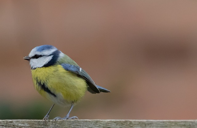 Blue Tit Small Bird Garden - Free photo on Pixabay - Pixabay