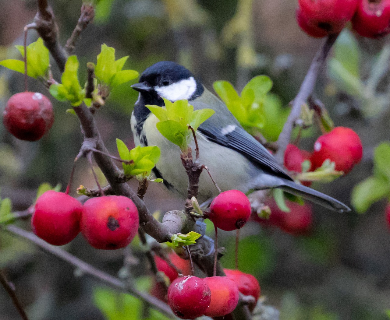 Great Tit Small Bird Garden Free Photo On Pixabay Pixabay