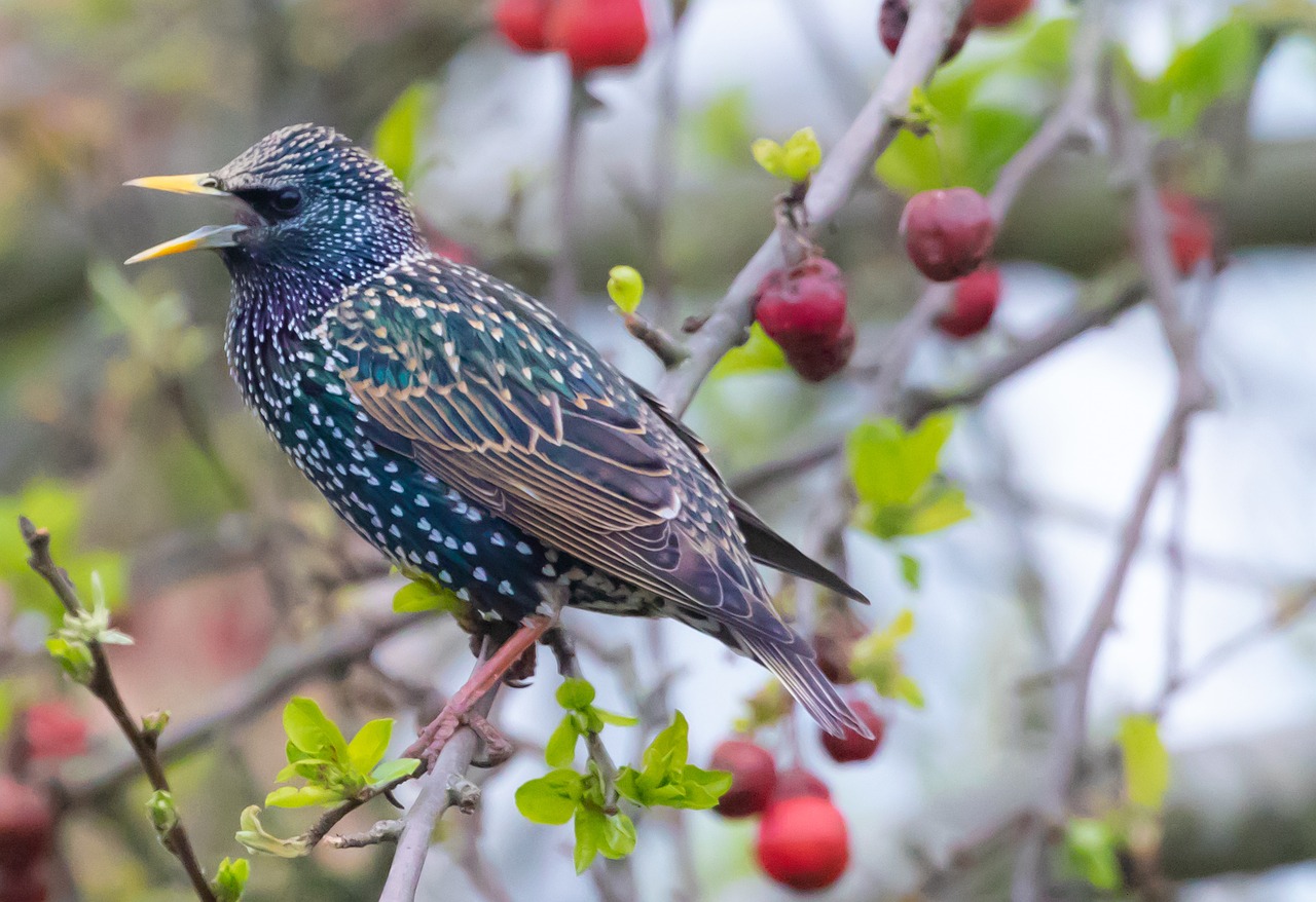 1,000+ Free Starling Behavior & Starling Images - Pixabay