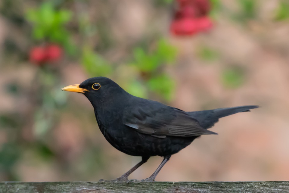 Male Uk Blackbird - Free photo on Pixabay