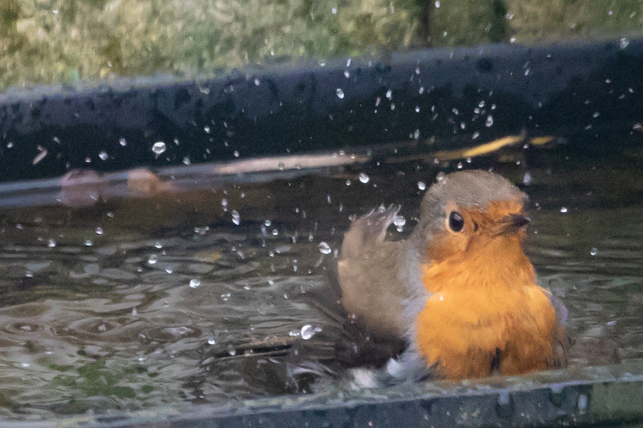 Robin Redbreast In Water - Free photo on Pixabay - Pixabay