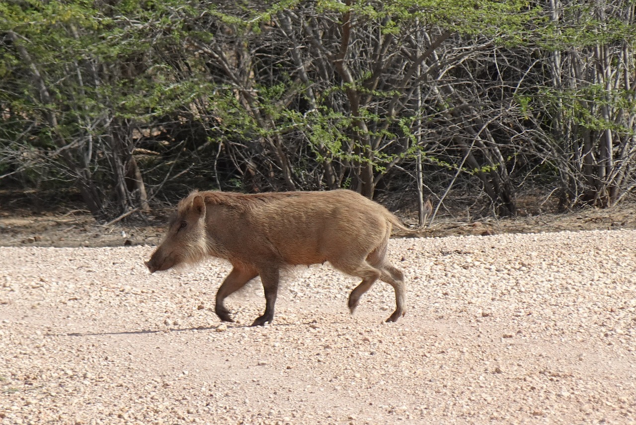 Babi Hutan India Sus Scrofa - Foto gratis di Pixabay - Pixabay