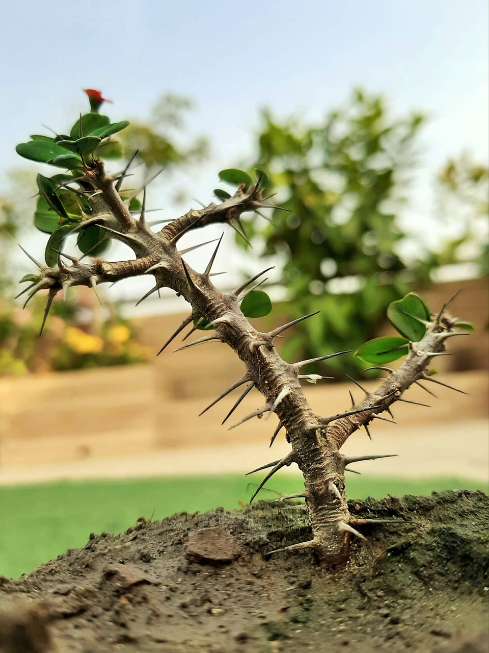 Little Tree Nature - Free photo on Pixabay