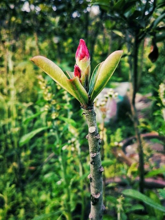Little Tree Flower - Free photo on Pixabay - Pixabay