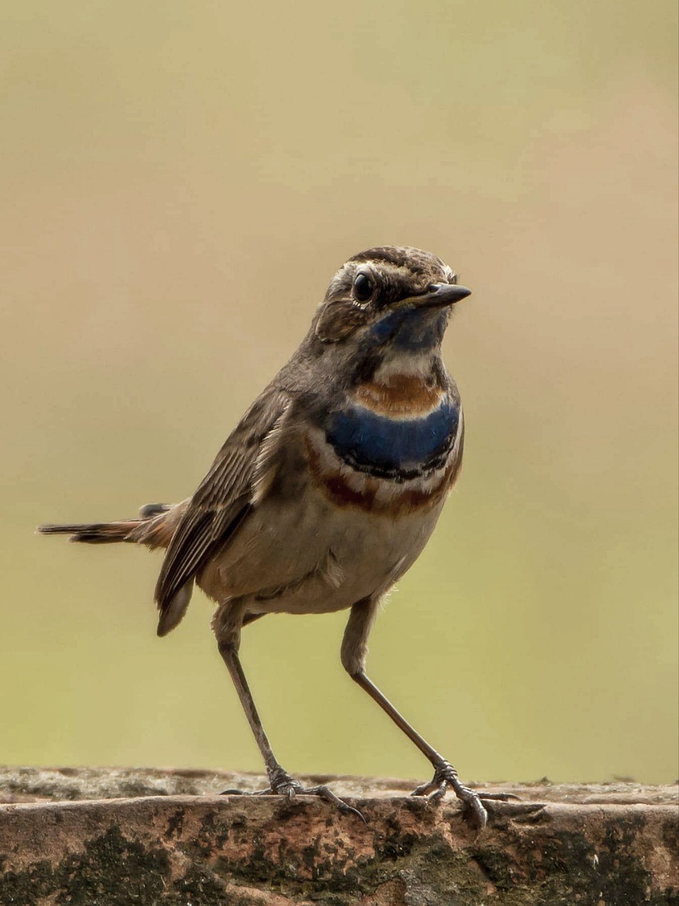 400+ Free Bangladesh Nature & Bangladesh Images - Pixabay