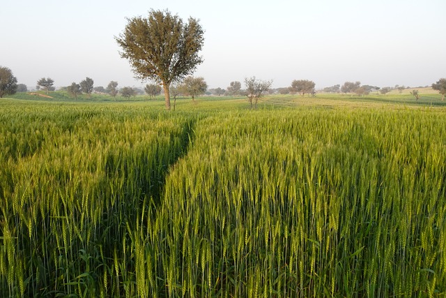 100+ Free Modified Thar & Thar Images - Pixabay